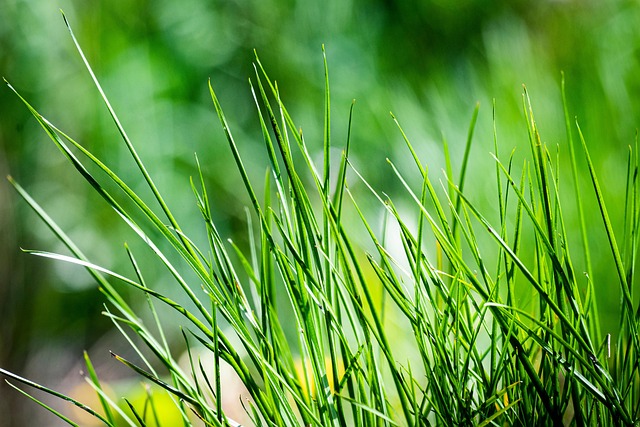 Herbe Les Brins D'Herbe Nature - Photo gratuite sur Pixabay - Pixabay