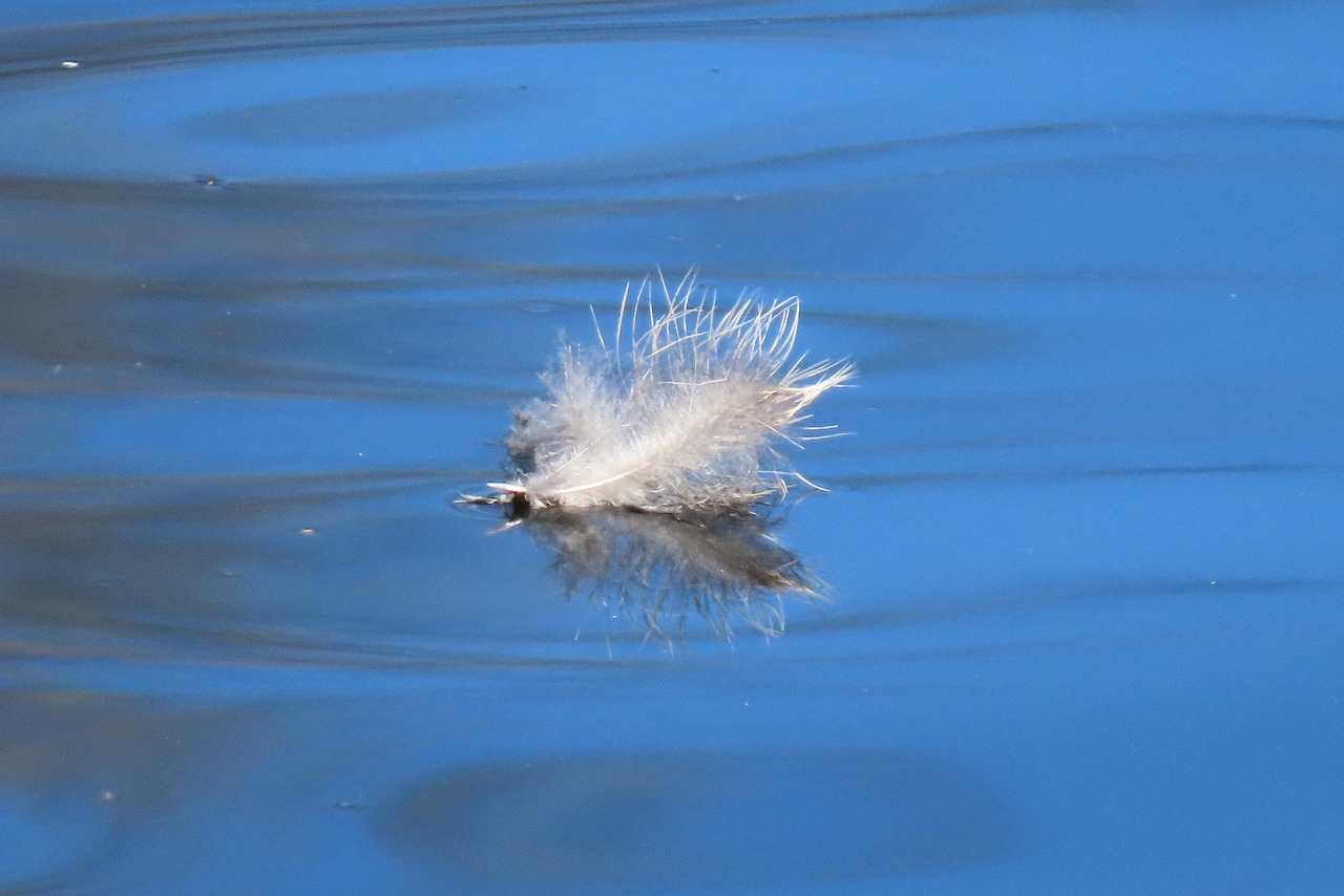 Pluma Agua Azul - Foto gratuita no Pixabay - Pixabay