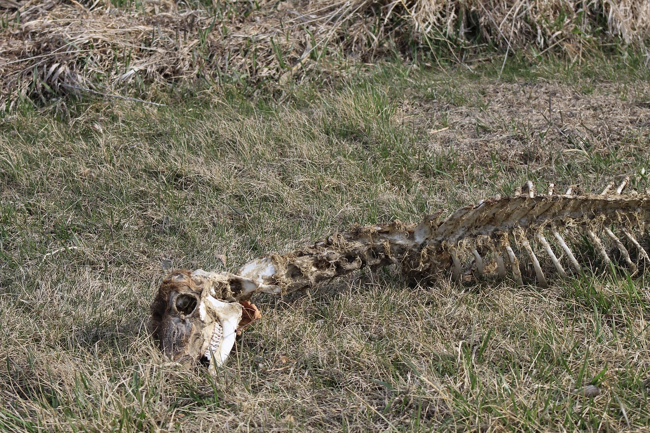 Carcass Deer Bones - Free photo on Pixabay
