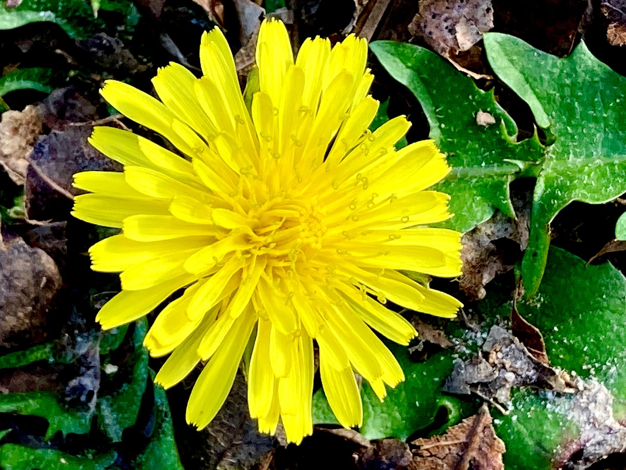 Weeds Spring Plant - Free photo on Pixabay - Pixabay