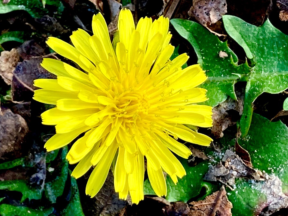 Weeds Spring Plant - Free photo on Pixabay - Pixabay