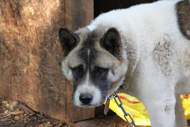 Akita Dog Animals - Free photo on Pixabay