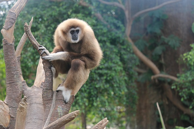 Macaco Primata Pensando - Foto gratuita no Pixabay - Pixabay