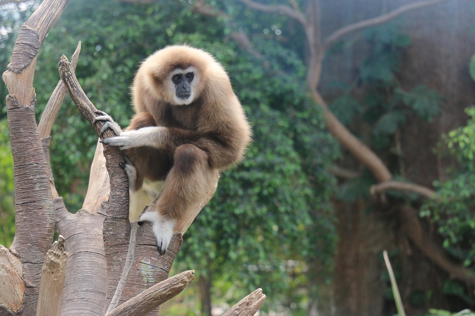 Monkey Ape Primate - Free photo on Pixabay - Pixabay