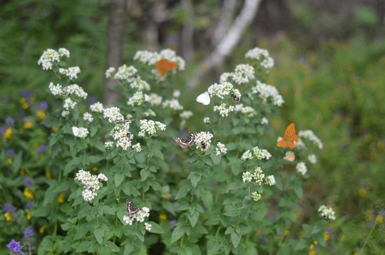 Россия Russia Butterfly - Бесплатное фото на Pixabay - Pixabay