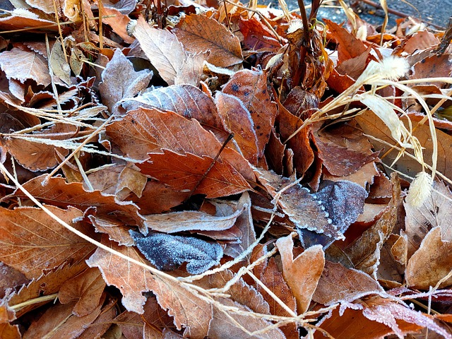 Fallen Leaves Frost Winter - Free photo on Pixabay - Pixabay