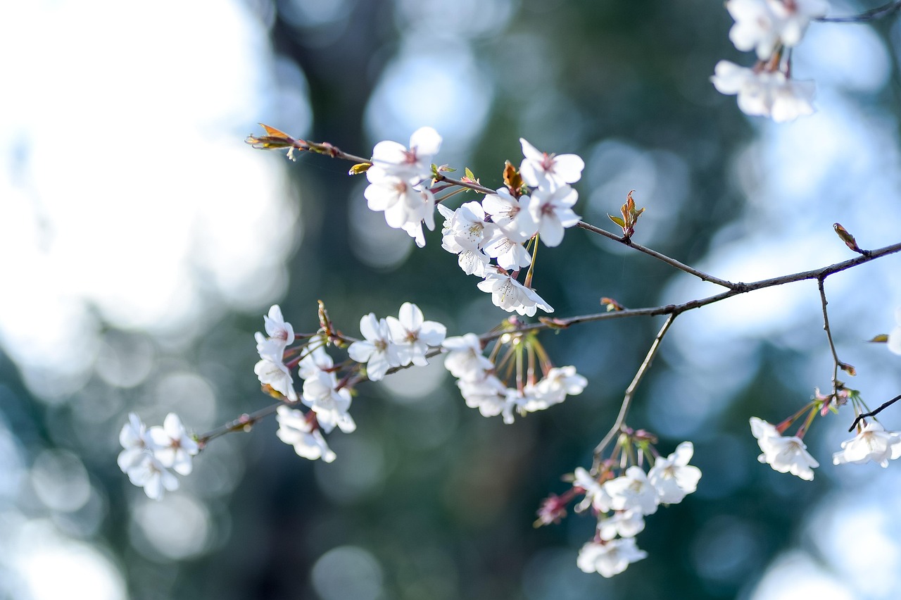 Flores De Cerezo Pétalos - Foto gratis en Pixabay - Pixabay