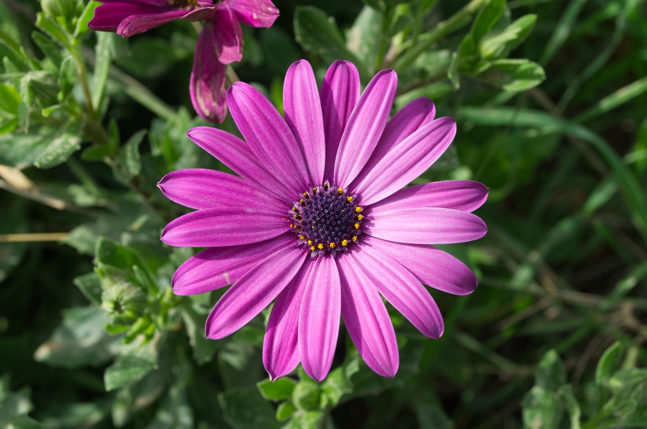 Flor Margarida Natureza - Foto gratuita no Pixabay