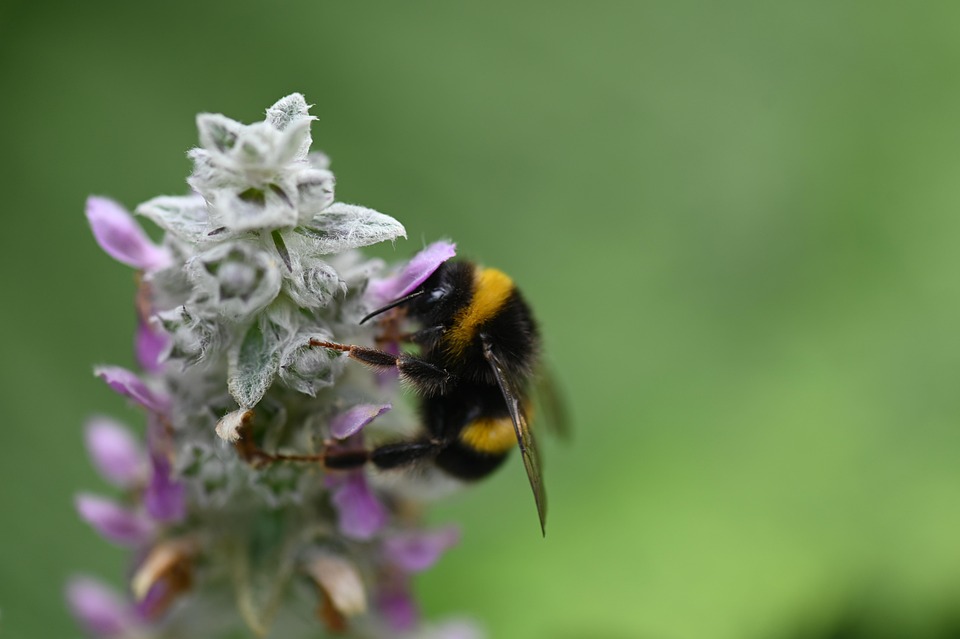 Hummel Sommer Insekt - Kostenloses Foto auf Pixabay - Pixabay