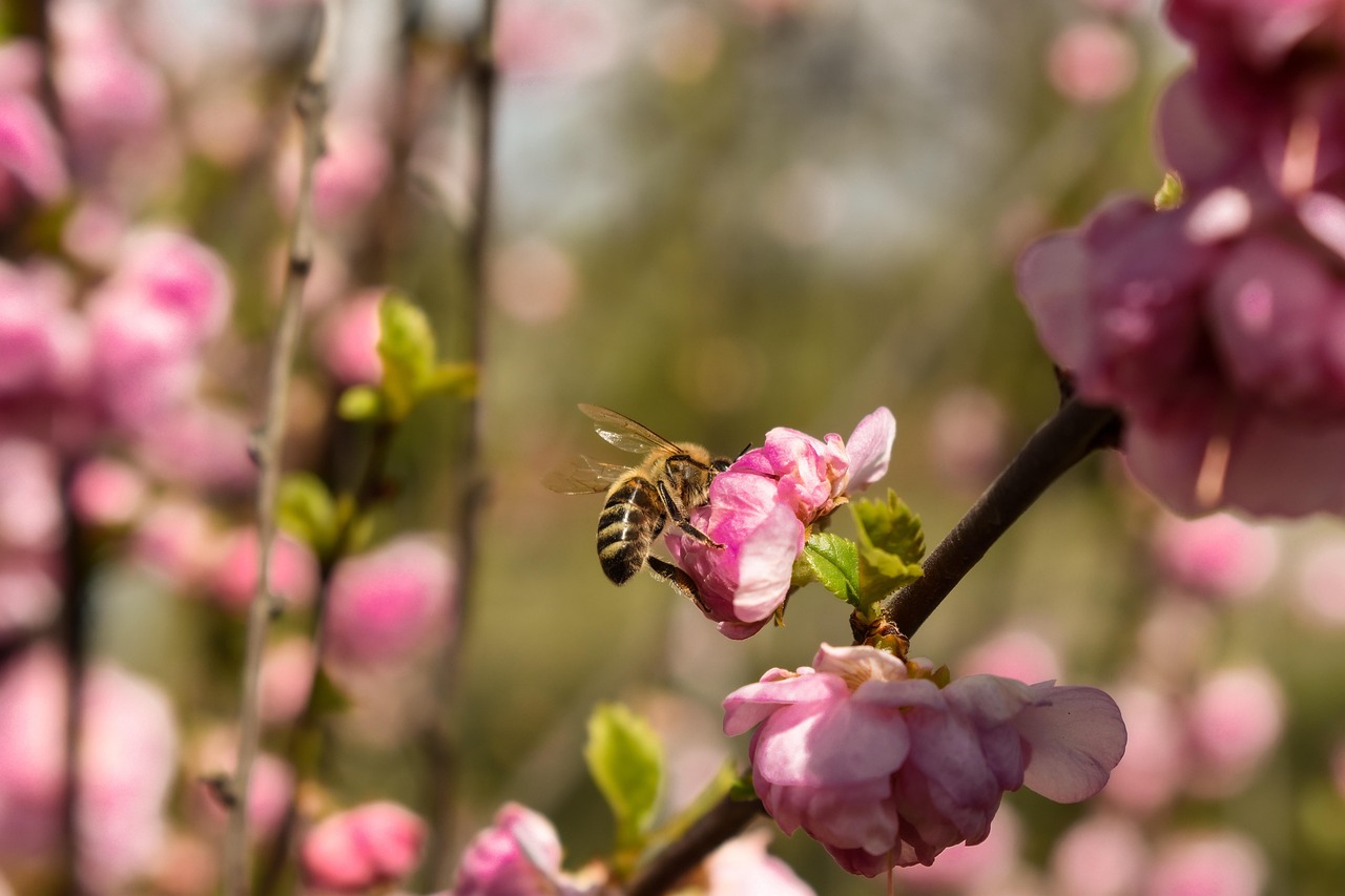 Flores Natureza Primavera - Foto gratuita no Pixabay - Pixabay