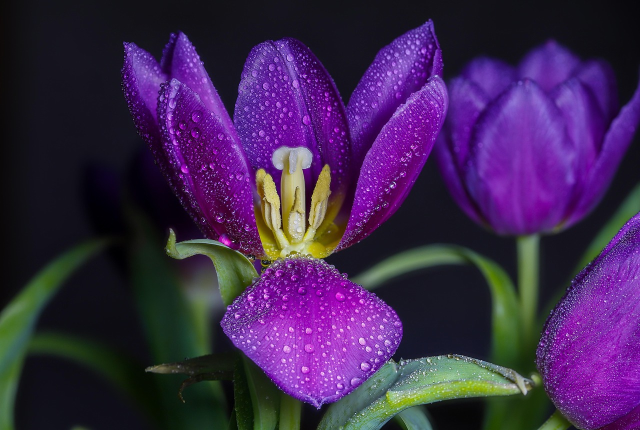 Tulipas Flores Orvalho - Foto gratuita no Pixabay - Pixabay