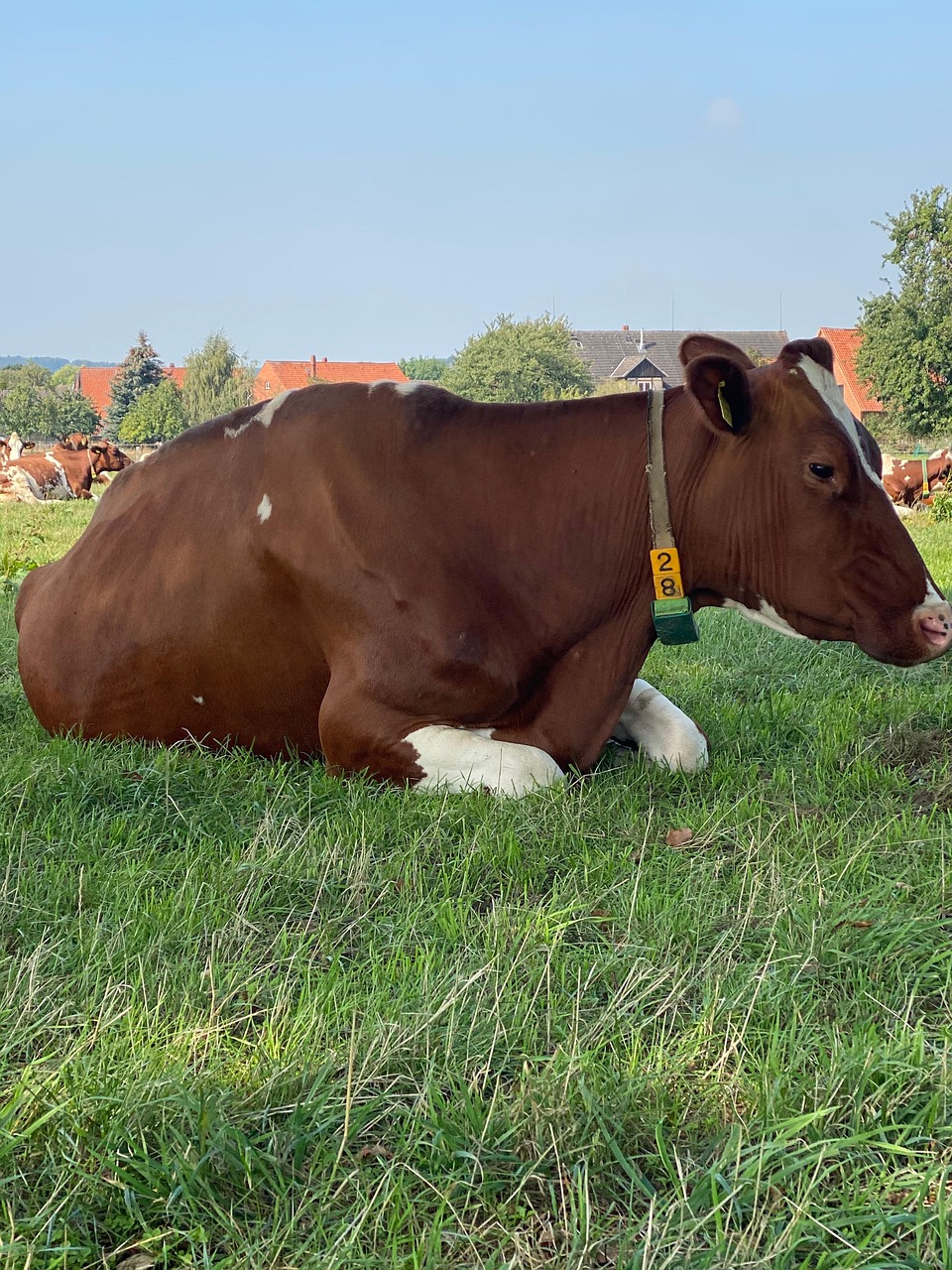 Sapi Satwa Padang Rumput Termasuk - Foto gratis di Pixabay - Pixabay