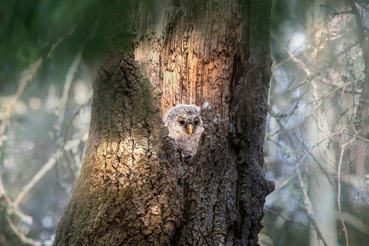 Ural Owl Bird Tree - Free photo on Pixabay