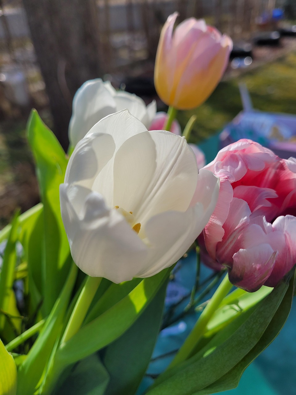 Tulipes Fleurs Pétales Le - Photo gratuite sur Pixabay - Pixabay
