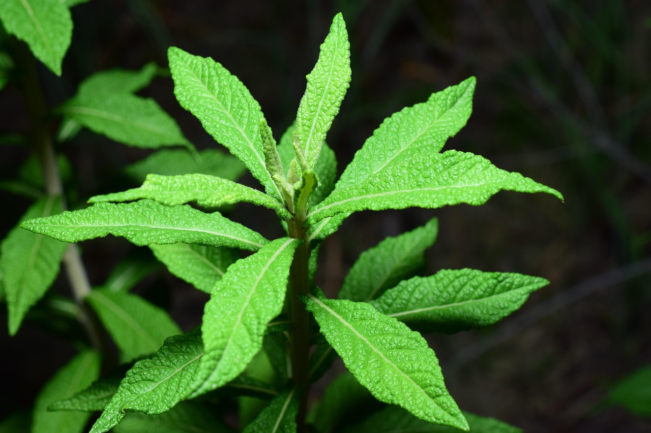Spearmint Leaves Plant Free Photo On Pixabay Pixabay