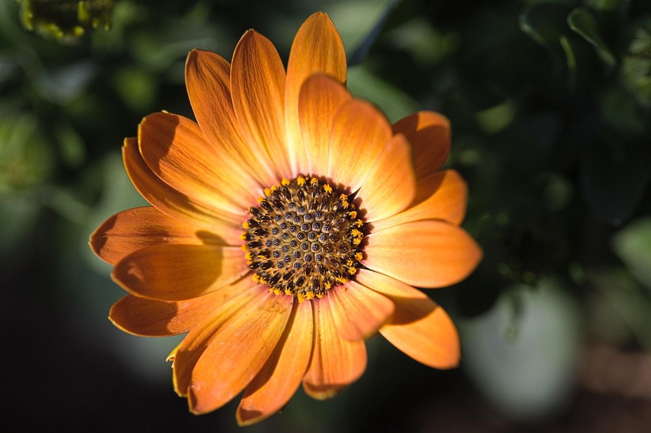 Daisy Afrika Bunga Tanaman - Foto gratis di Pixabay - Pixabay