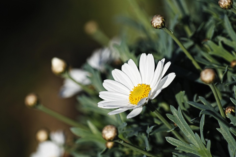 Margarete Blume Pflanze - Kostenloses Foto auf Pixabay - Pixabay