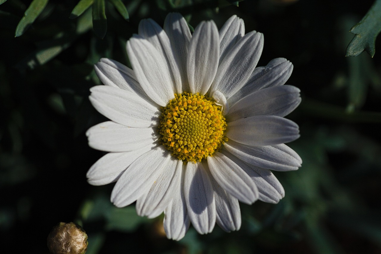 Margarete Blume Pflanze - Kostenloses Foto auf Pixabay - Pixabay