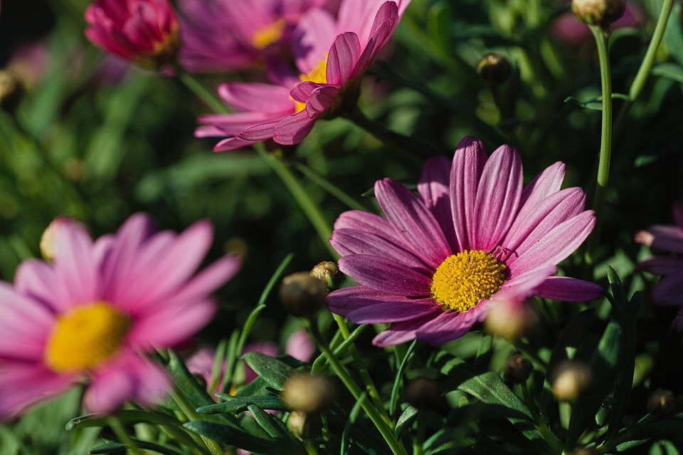 Margarete Blumen Pflanzen - Kostenloses Foto auf Pixabay - Pixabay