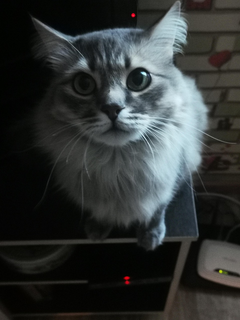 Cat Near Tv Staring At You - Free photo on Pixabay - Pixabay