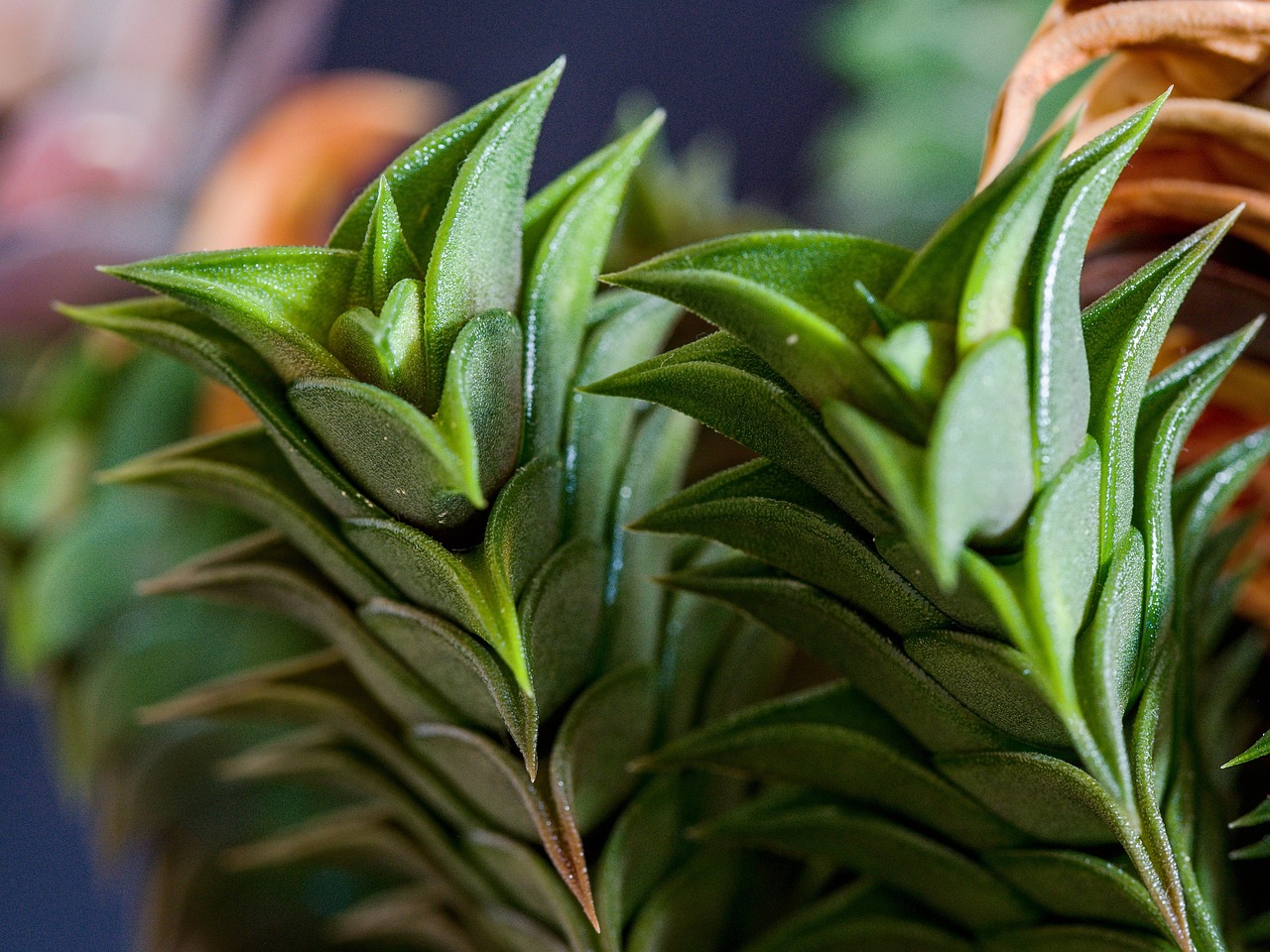 Succulent Plant Garden - Free photo on Pixabay - Pixabay