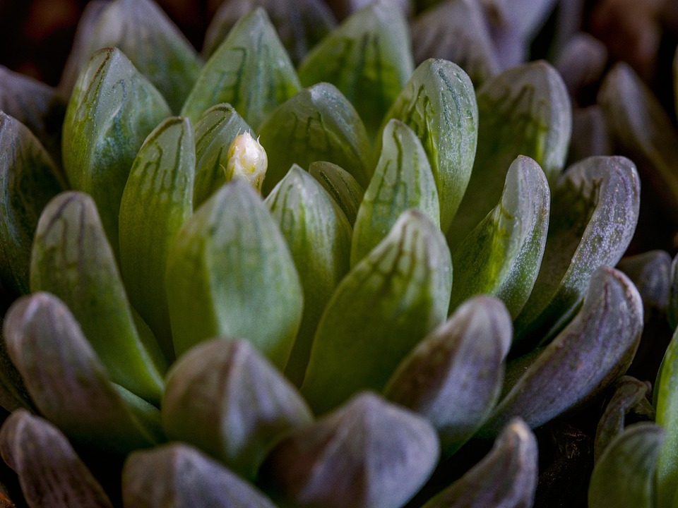 Succulent Plant Garden Free Photo On Pixabay Pixabay 4444