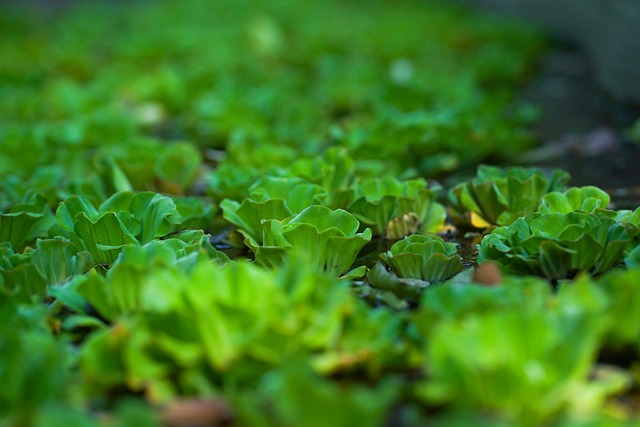 Feuille Nature Vert - Photo gratuite sur Pixabay - Pixabay