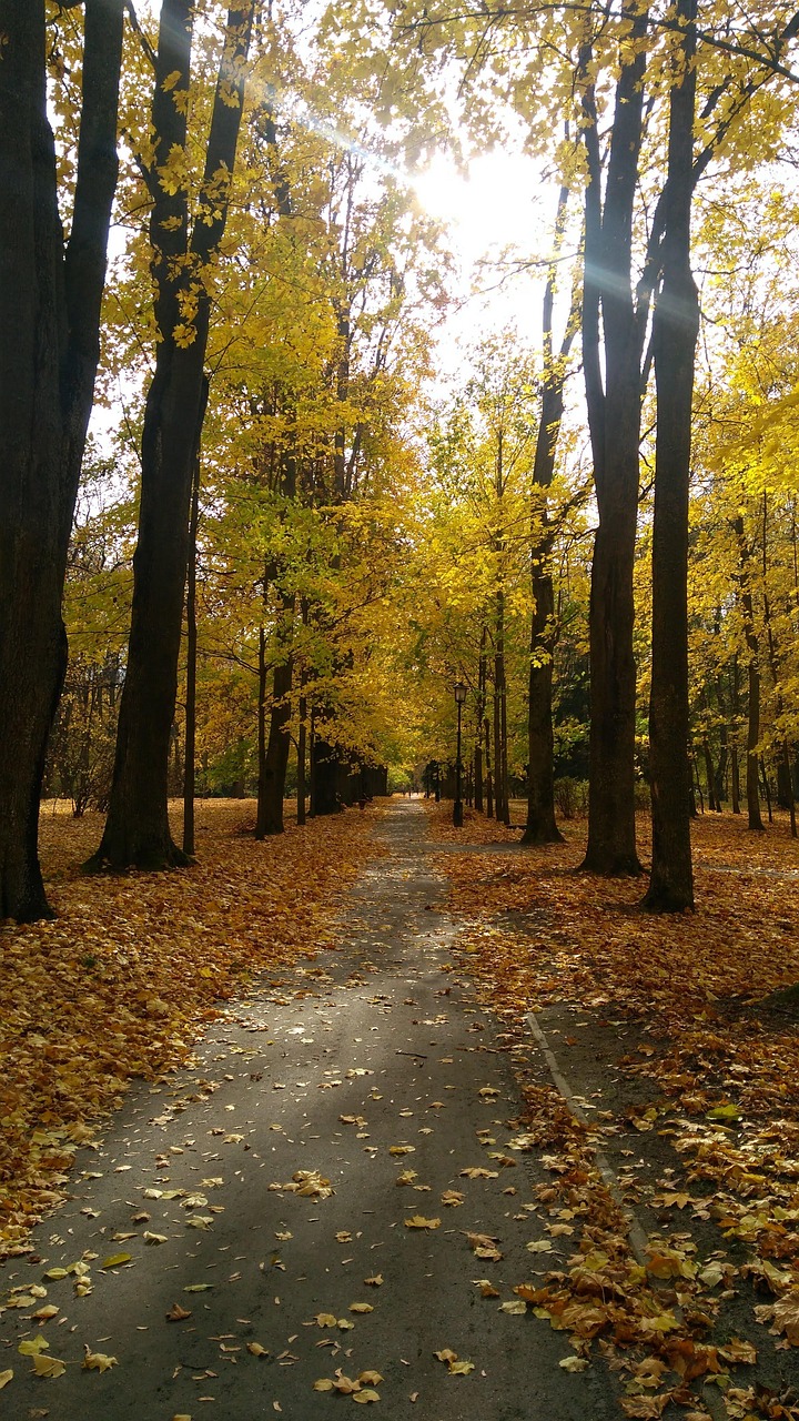 Herbst Der Park Shults - Kostenloses Foto auf Pixabay - Pixabay