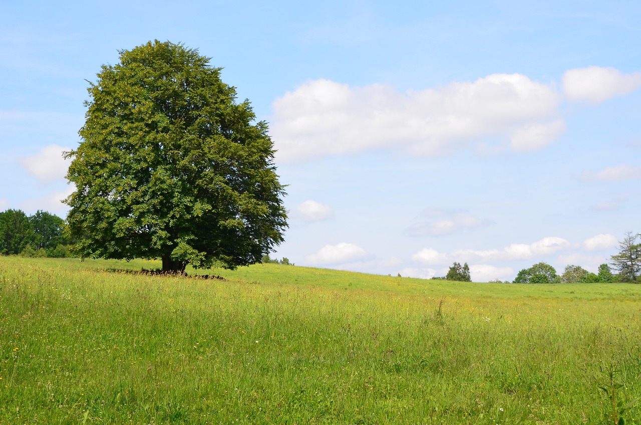 Arbre Prairie Gazon - Photo gratuite sur Pixabay - Pixabay