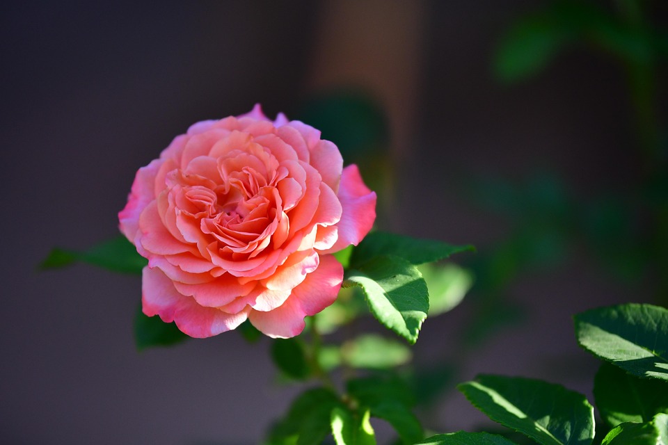 Rose Blumen Flower - Free photo on Pixabay - Pixabay