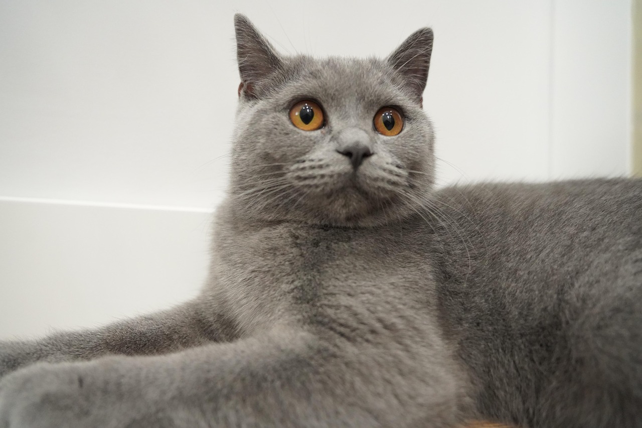 Britishshorthair Cat Kitten - Free photo on Pixabay - Pixabay