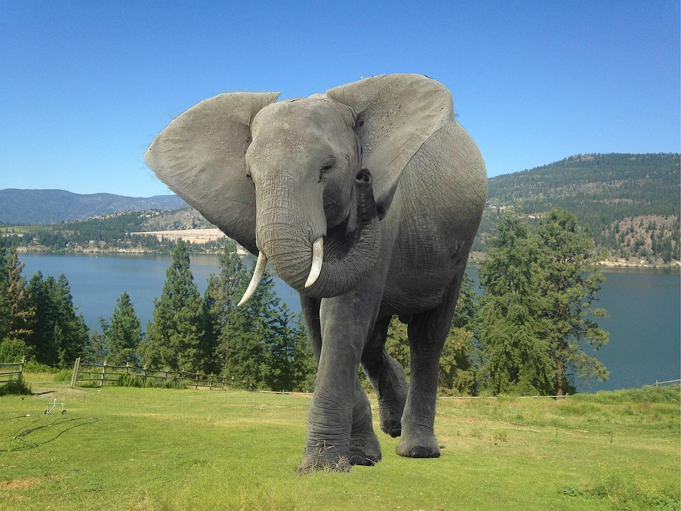 Elephant Okanagan Photoshop - Free photo on Pixabay - Pixabay