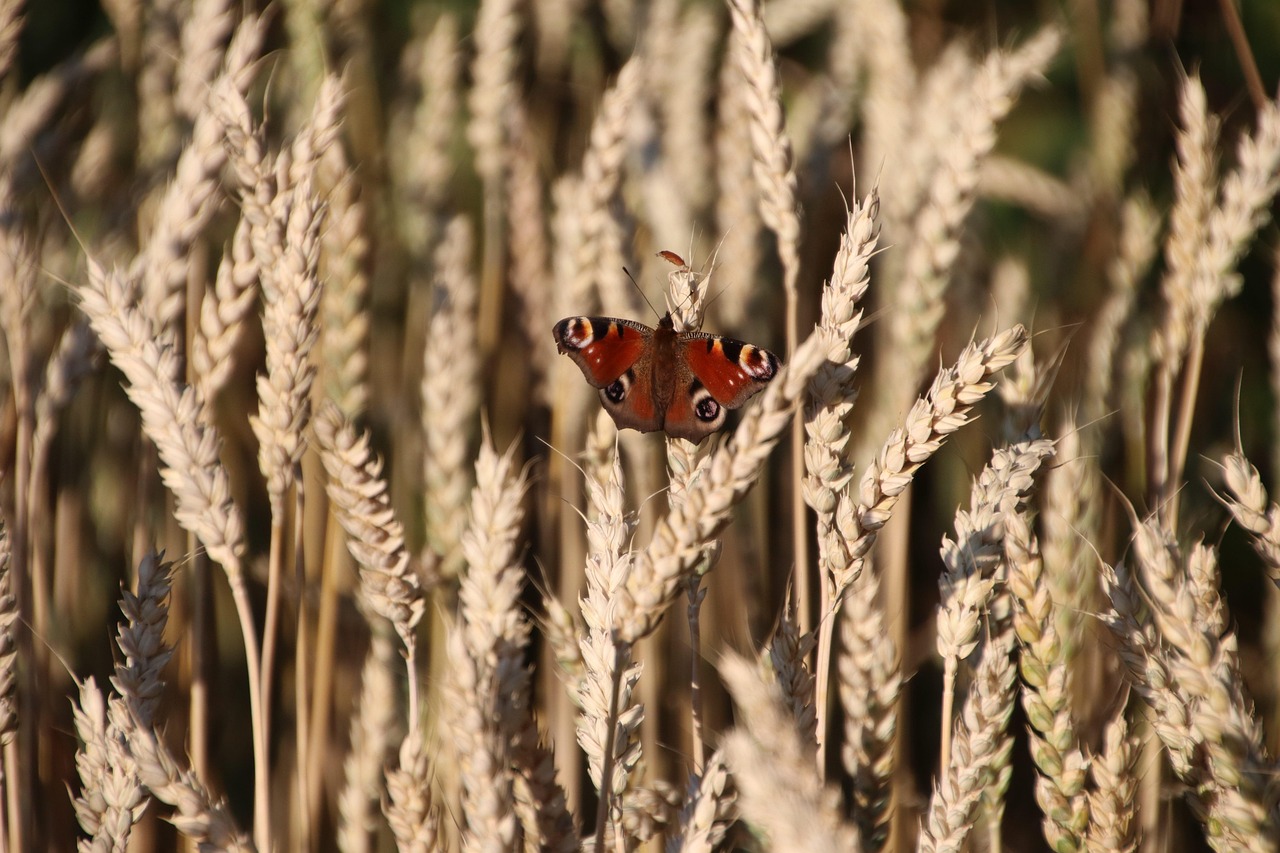 Papillon Champ De Blé Insecte Sur - Photo gratuite sur Pixabay - Pixabay