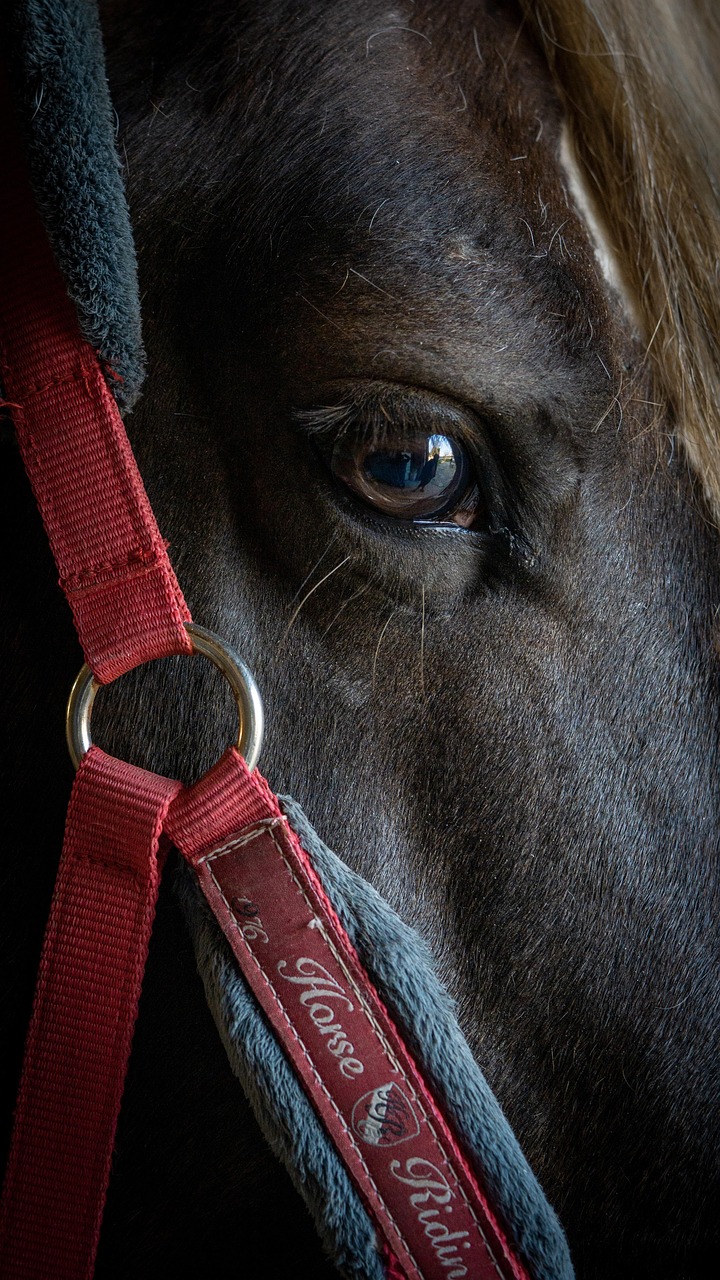 Visage De Cheval White Horse Foto Behang | Close Up Gezicht