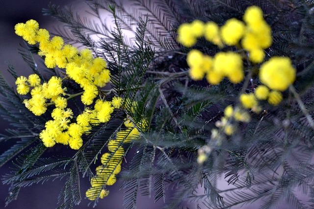 Mimosa Flores Planta - Foto gratuita no Pixabay - Pixabay