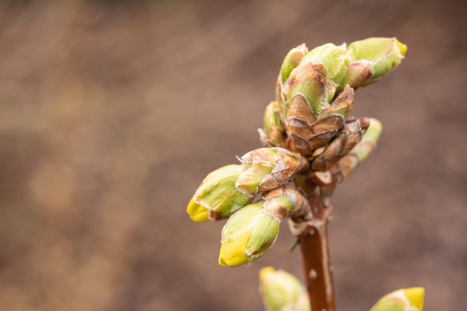Forsythia Buds Plant - Free photo on Pixabay