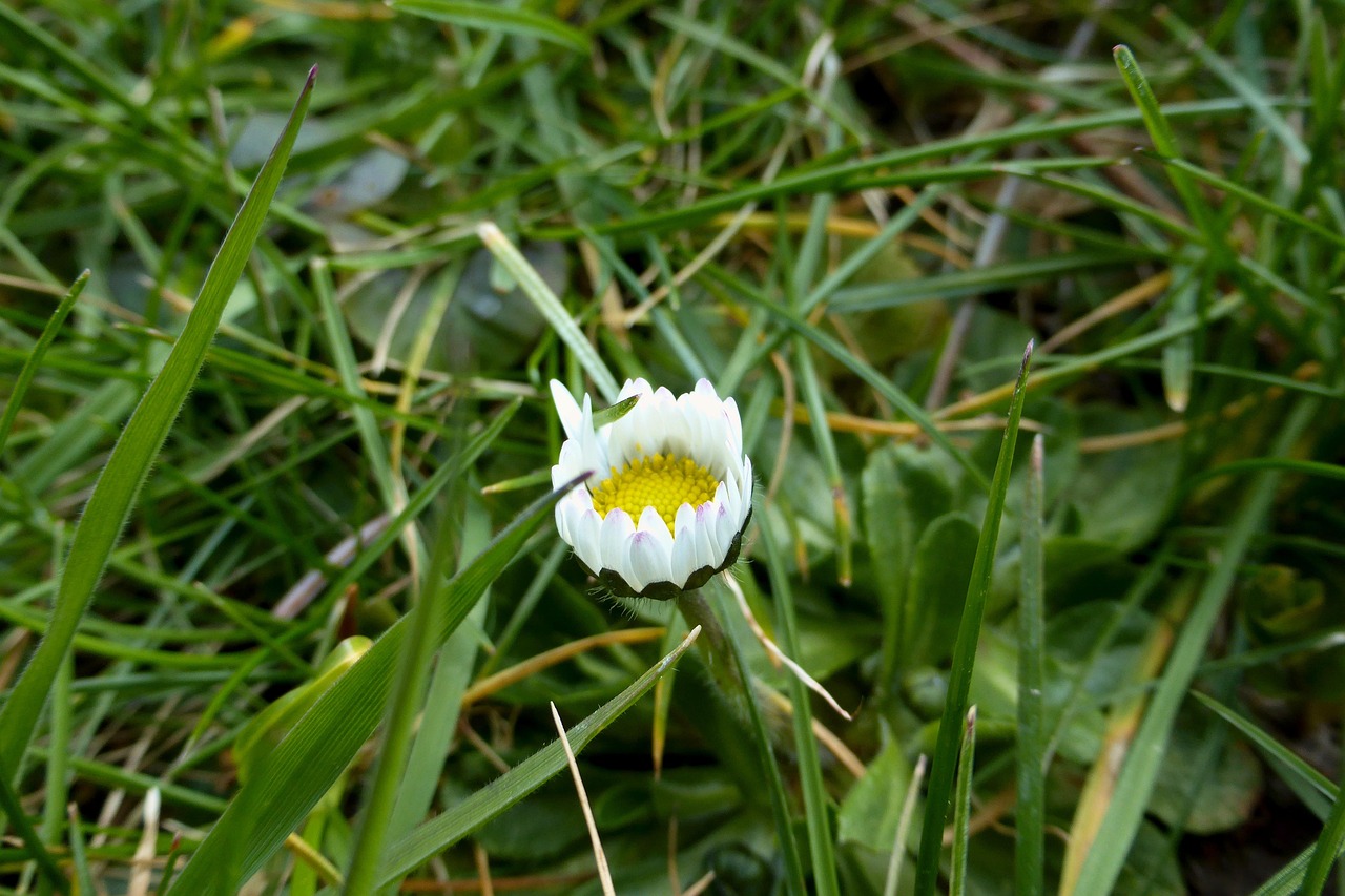 Kebun Tanaman Bunga Aster - Foto gratis di Pixabay - Pixabay