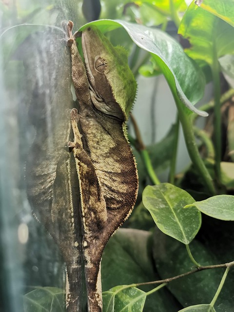 Gecko Sticky Feet Reptile Crested - Free photo on Pixabay