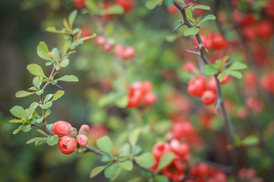 Blühende Rote Quitte Rot - Kostenloses Foto auf Pixabay