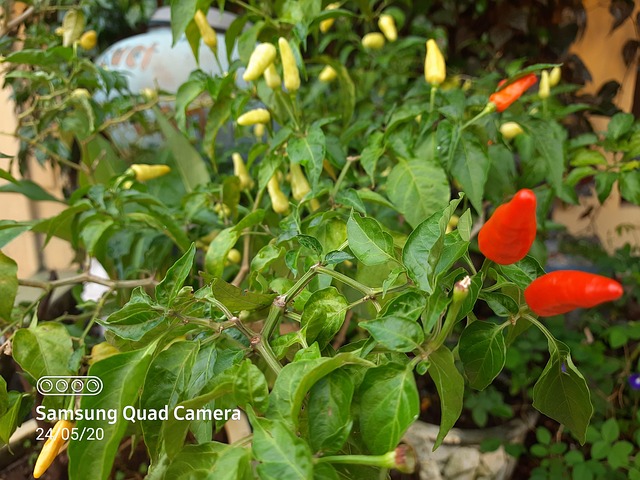 Chili Bogor - Free photo on Pixabay - Pixabay