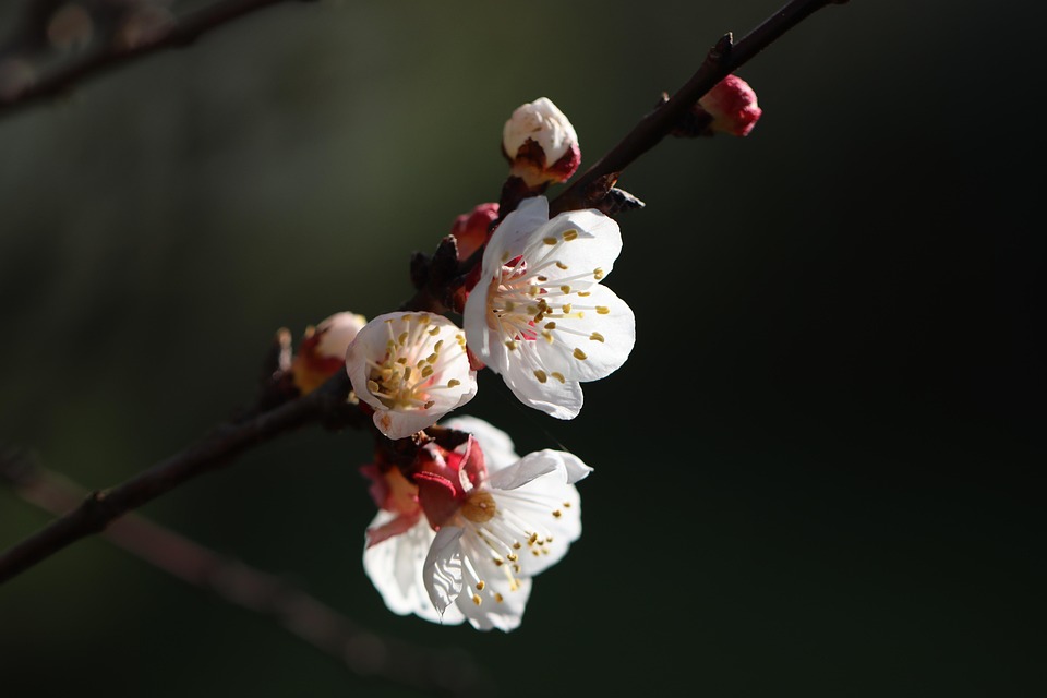 Apricot Flowers Spring - Free photo on Pixabay