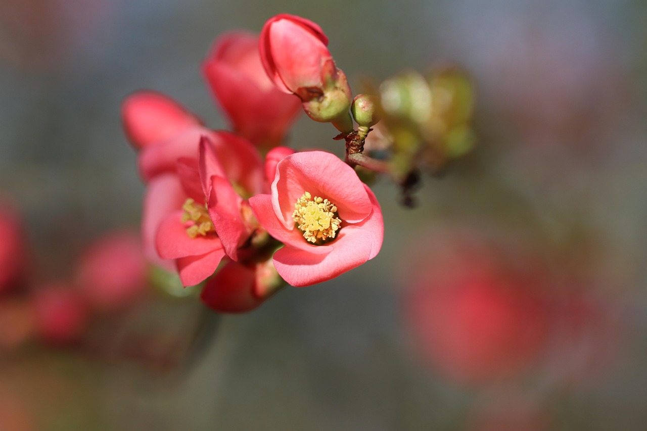 Coing Japonais Fleurs Direction - Photo gratuite sur Pixabay
