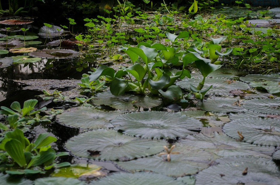 Water Hyacinths Aquatic Plants - Free photo on Pixabay - Pixabay