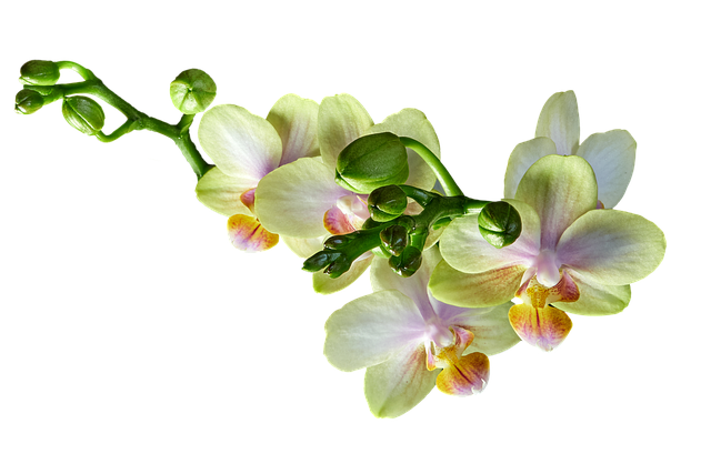 Download Orchid, Flowers, Plant. Royalty-Free Stock Illustration Image ...
