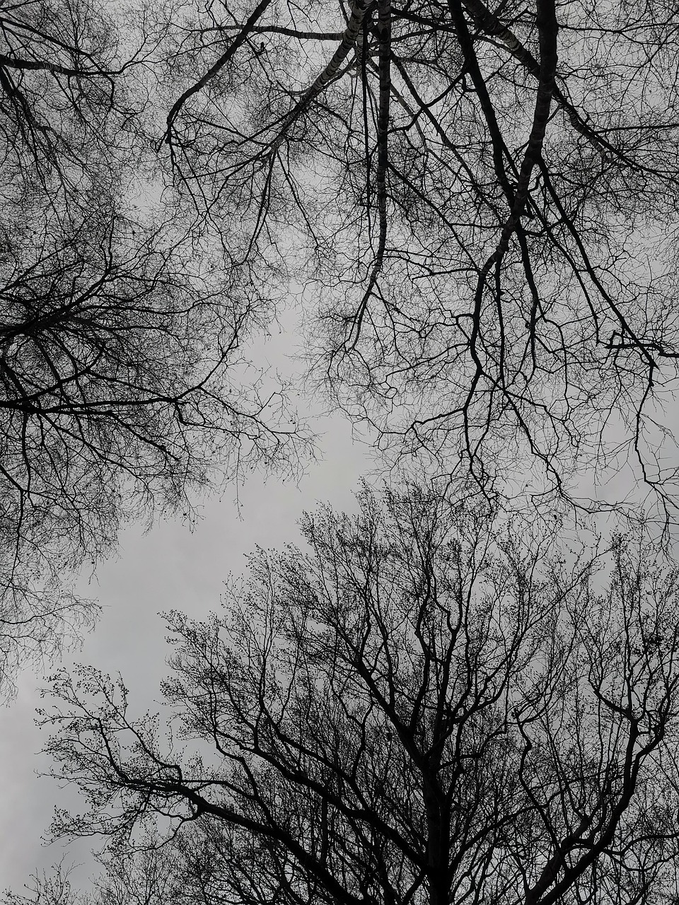 Árvore Sombrio Triste - Foto gratuita no Pixabay - Pixabay
