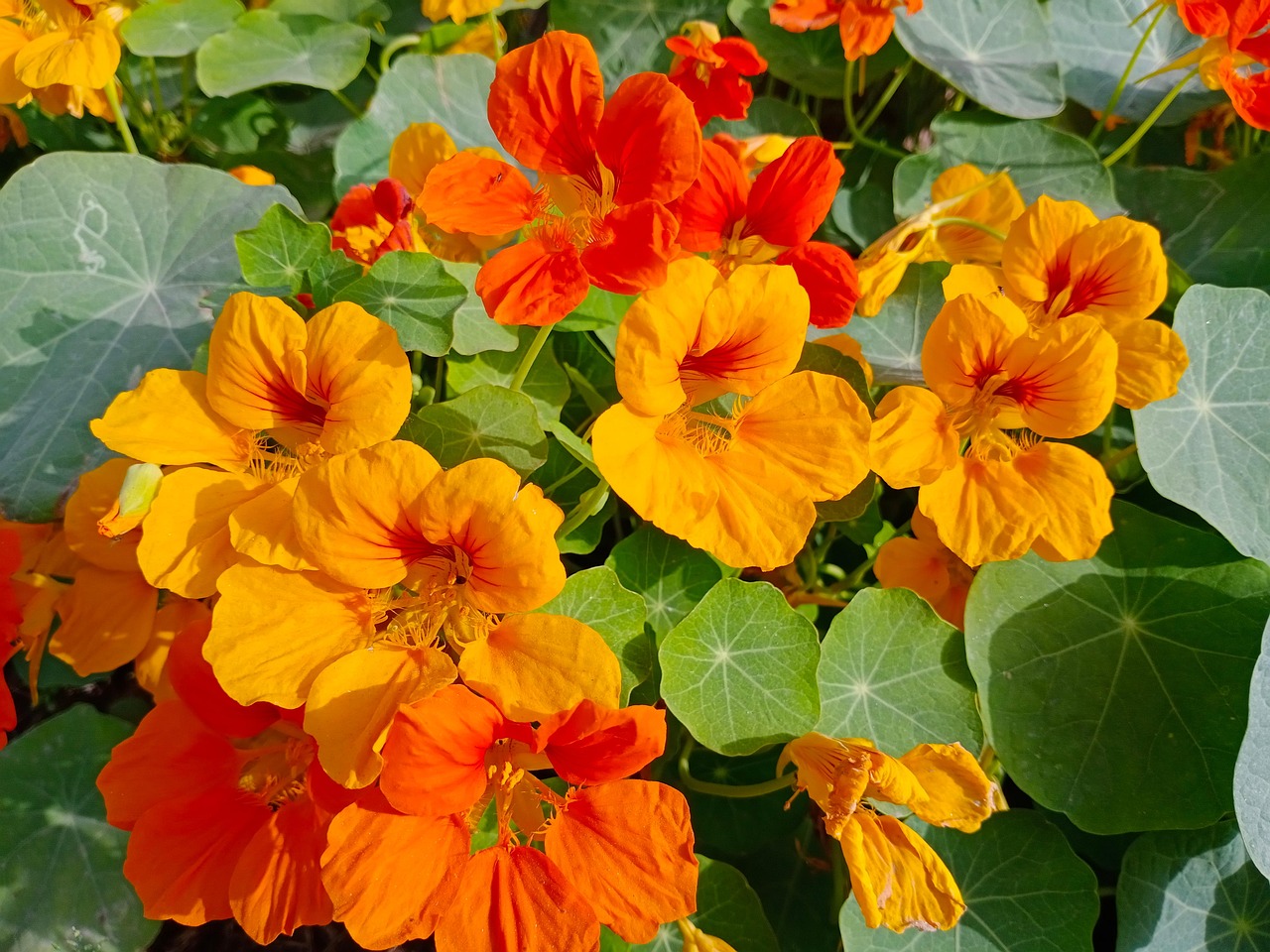 Pétunias Comestible Capucine La - Photo gratuite sur Pixabay - Pixabay
