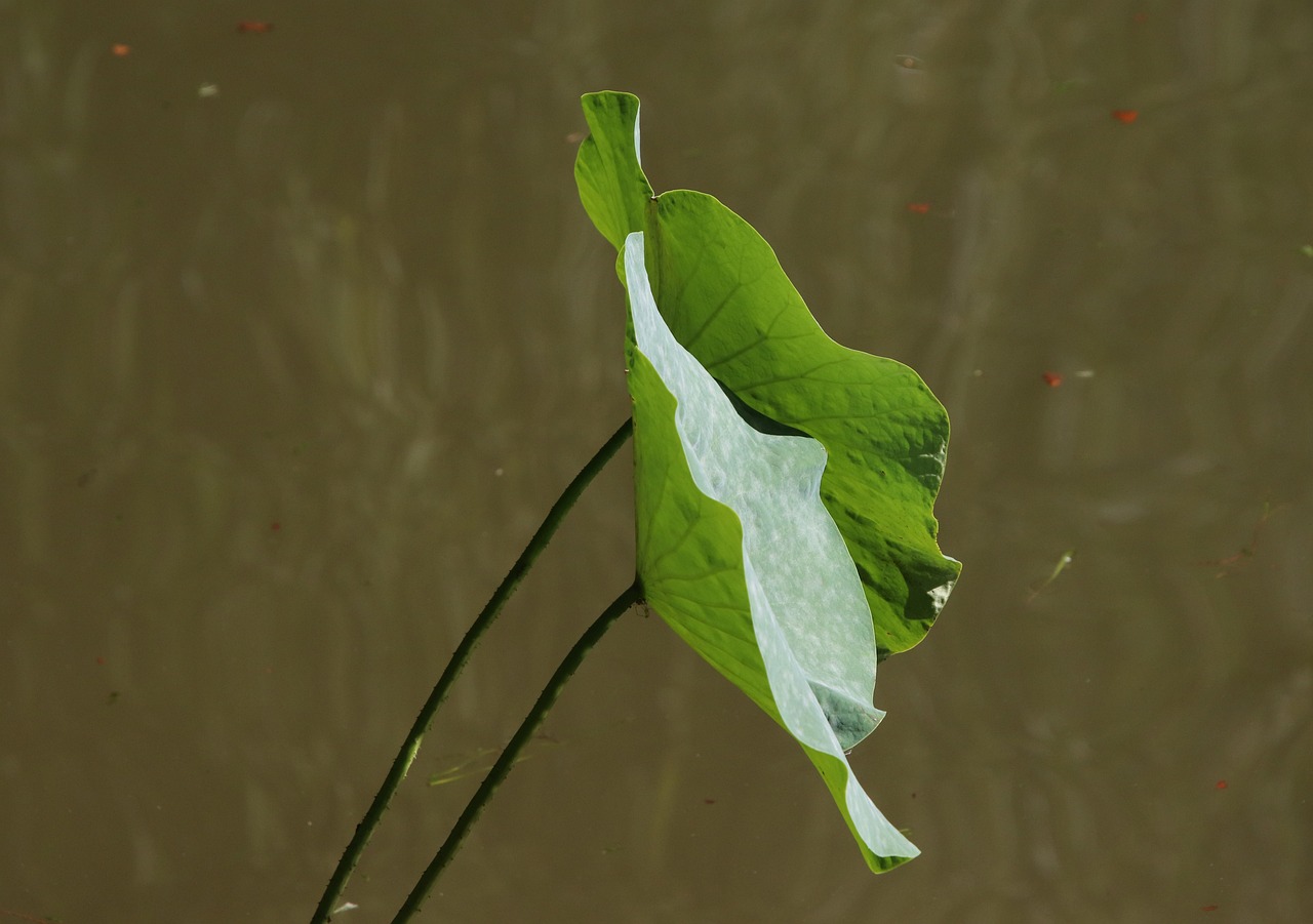 Des Feuilles De Lotus Plantes - Photo gratuite sur Pixabay - Pixabay