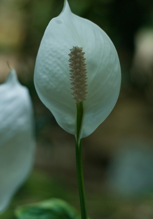 Bunga Putih Negara - Foto gratis di Pixabay - Pixabay