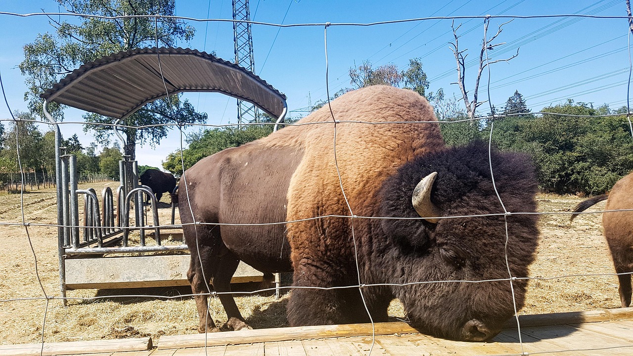 Zoo Buffalo Big - Free photo on Pixabay - Pixabay