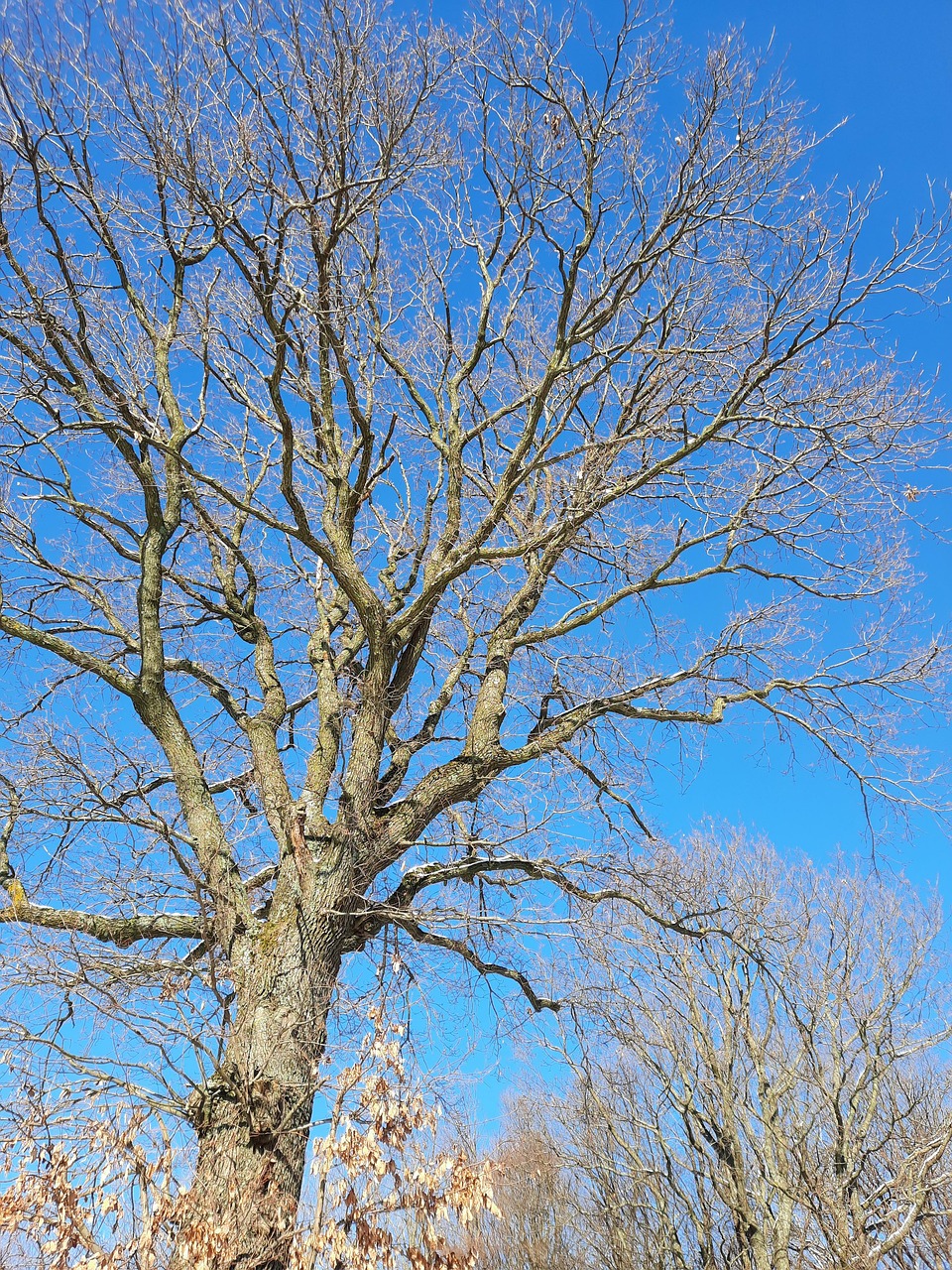 Arbre Ciel - Photo gratuite sur Pixabay - Pixabay